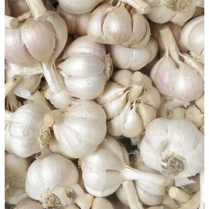 Jual Bawang Putih Kating Super 500gr SUPER PROMO!!! | Shopee Indonesia