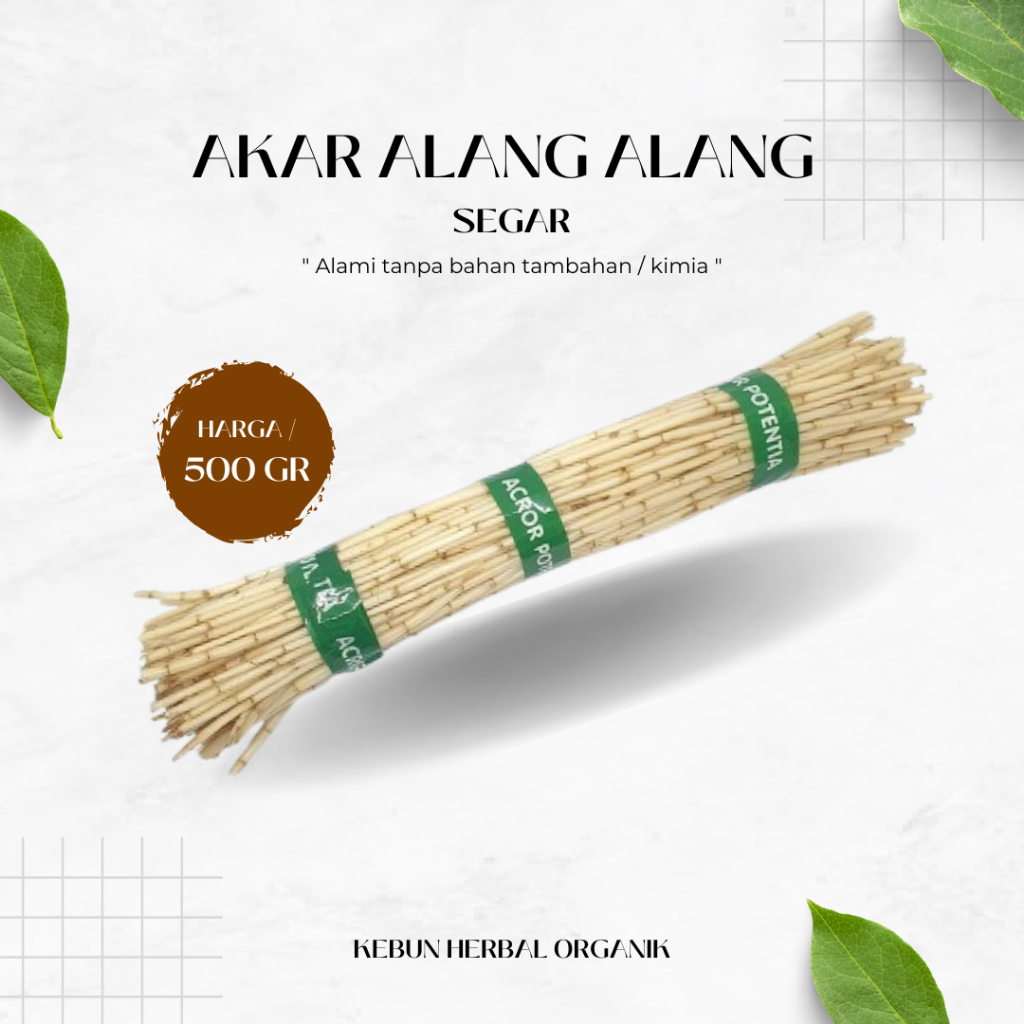 Jual Akar alang-alang segar akar alalang akar halalang akar lalang akar ...