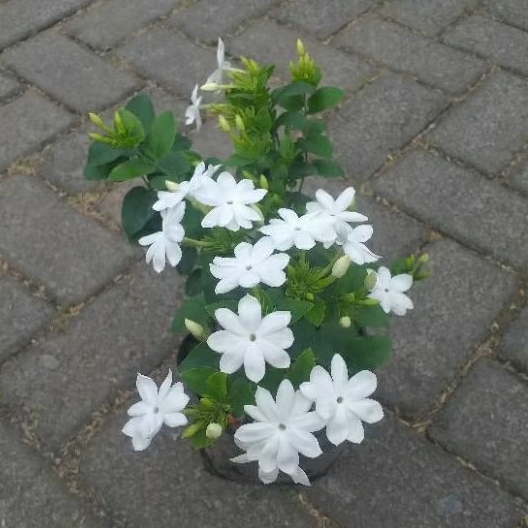 Jual Tanaman Hias Bunga Melati Star Jasmine,Melati Bintang | Shopee ...