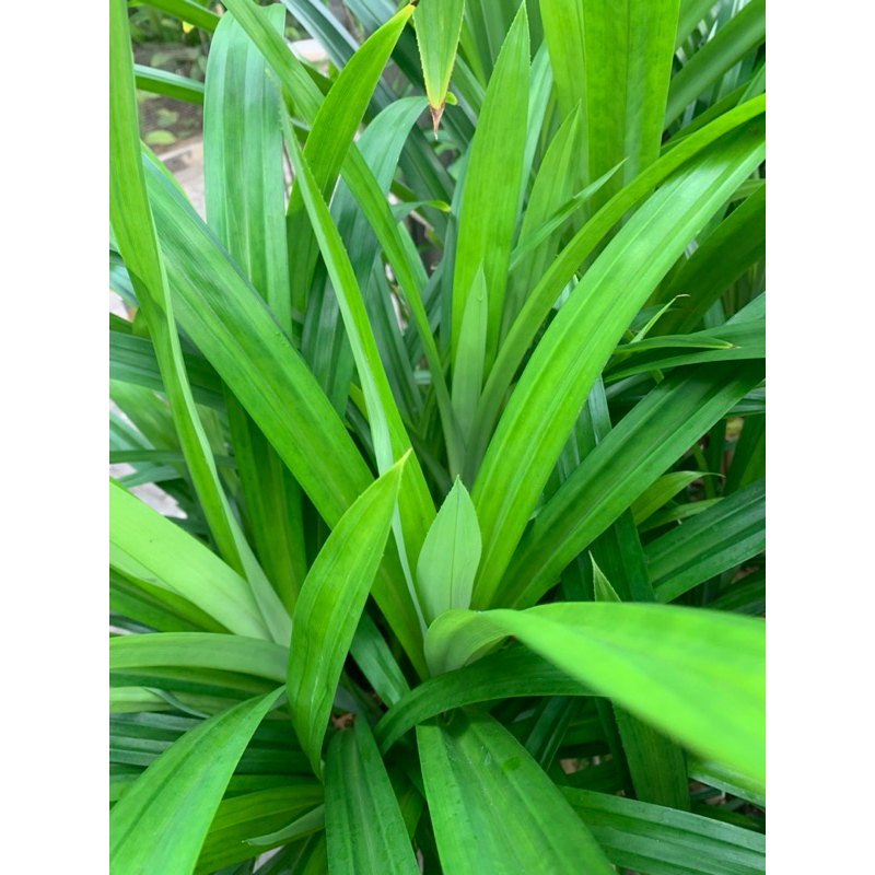 Jual Daun Pandan Wangi Segar | Shopee Indonesia