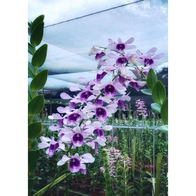 Jual (Size DEWASA) Dendrobium Kila Blue | Shopee Indonesia