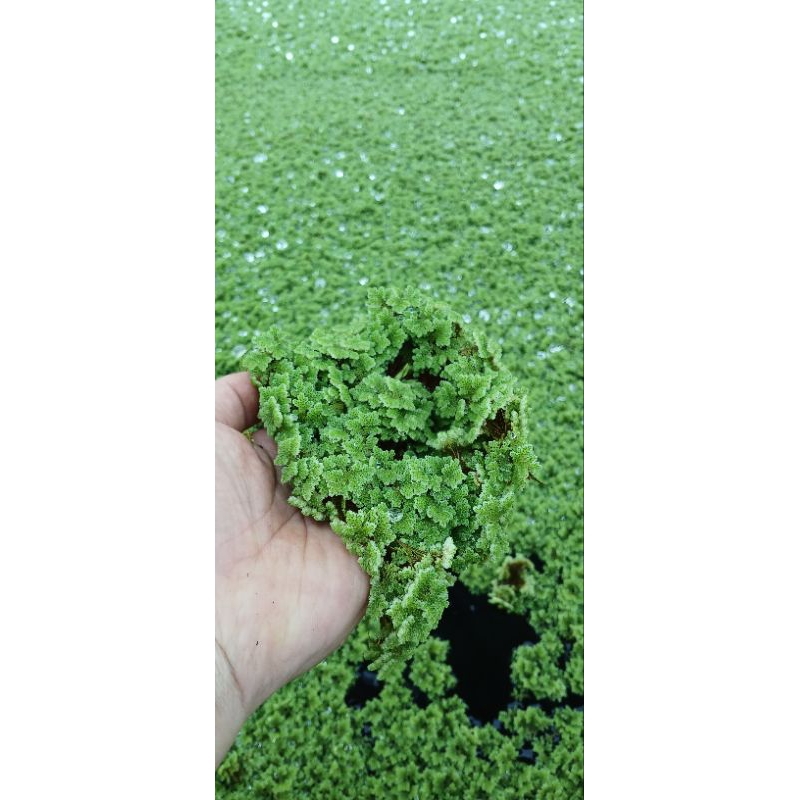 Jual Azolla Pakan Ternak 500 gr | Shopee Indonesia