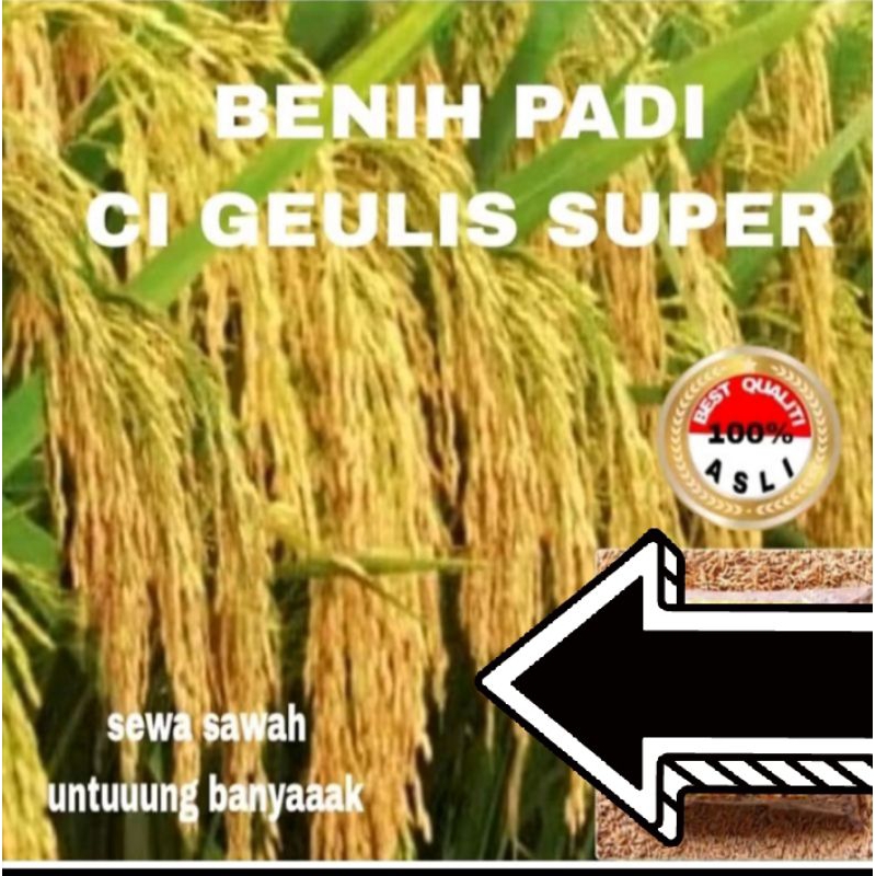 Jual BENIH BIBIT PADI UNGGUL CI GEULIS SUPER ORIGINAL KEMASAN 5KG ...