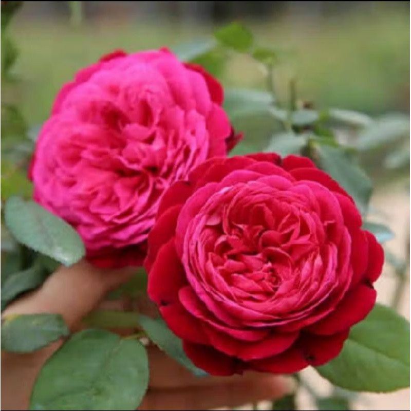 Jual MAWAR LOKAL, BUNGA MAWAR , TANAMAN HIAS , BUNGA PINK ROSE , BUNGA ...