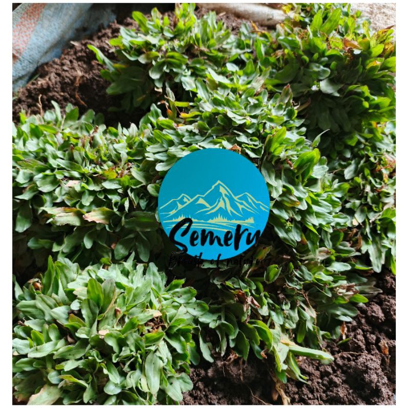 Jual rumput gajah mini,untuk hiasan taman ,dan kuburan | Shopee Indonesia