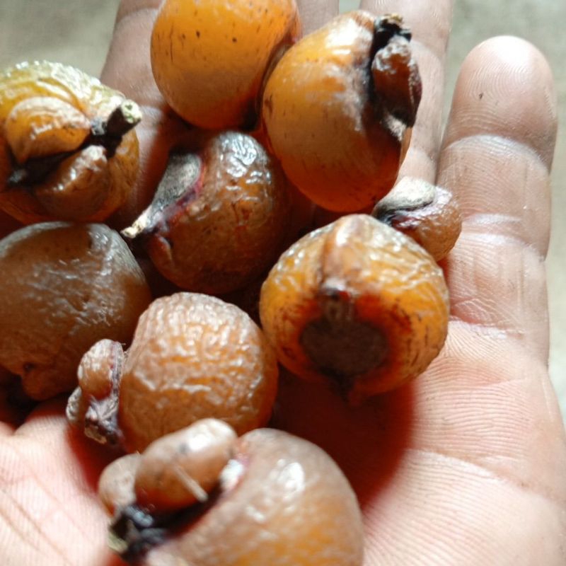 Jual Buah lerak/klerak baru panen 2025 kemasan 1kg | Shopee Indonesia