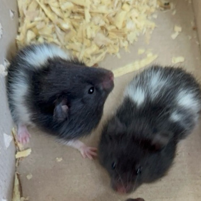 Jual Hamster Syrian Panda Jinak anakan Long hair | Shopee Indonesia