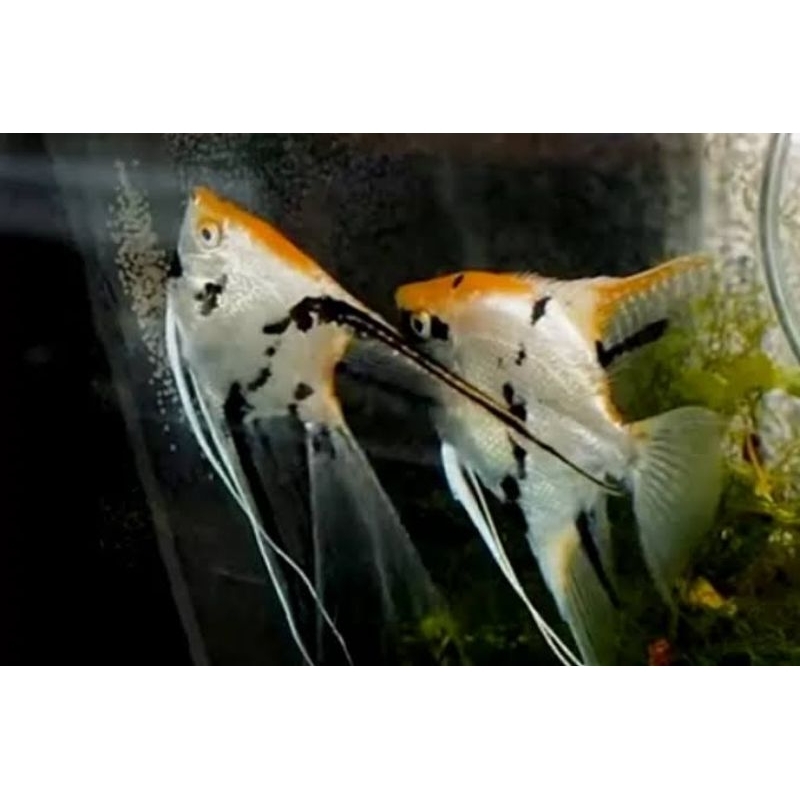 Jual ikan hias manfish three colour / tri kolor / three color ...