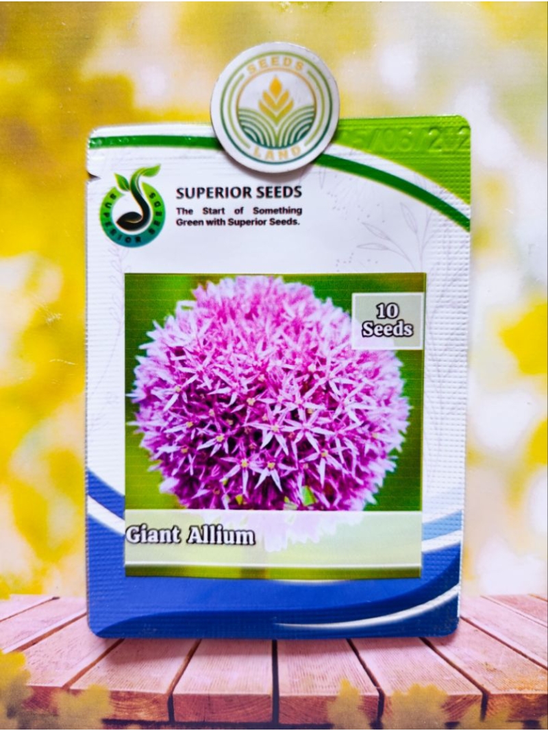 Jual BIJI BENIH BUNGA GIANT ALLIUM KEMASAN ORIGINAL ISI ± 10 BUTIR ...
