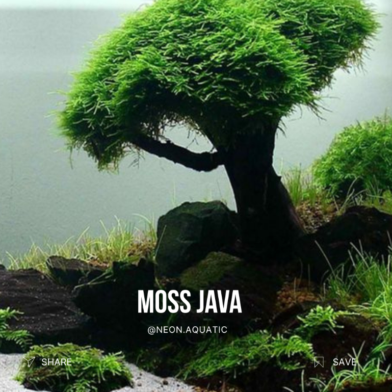 Jual Java Moss - Full Air - Tanaman Aquascape - Tanaman Aquarium - Neon Aquatic | Shopee Indonesia