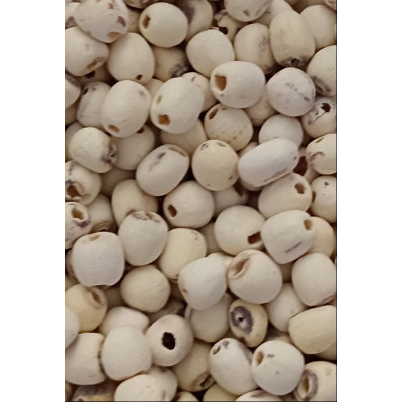 Jual Biji Teratai Lotus seed Lienci 200 gr 500 gr 1000 gr (bisa untuk ...