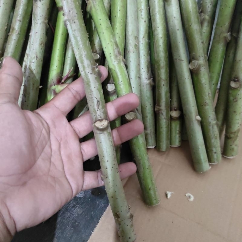 Jual Bibit Telo Papua Singkong Papua panjang 25cm | Shopee Indonesia