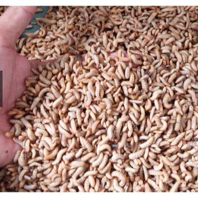 Jual Maggot Fresh Magot Hidup Segar Bocil Grade S Pakan Ternak 500 Gram ...