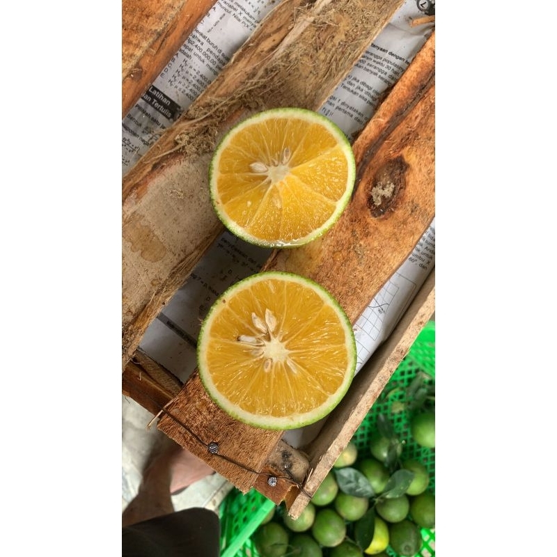 Jual jeruk baby manis 1kg | Shopee Indonesia