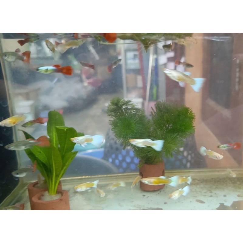 Jual Guppy Platinum/Aquascape | Shopee Indonesia