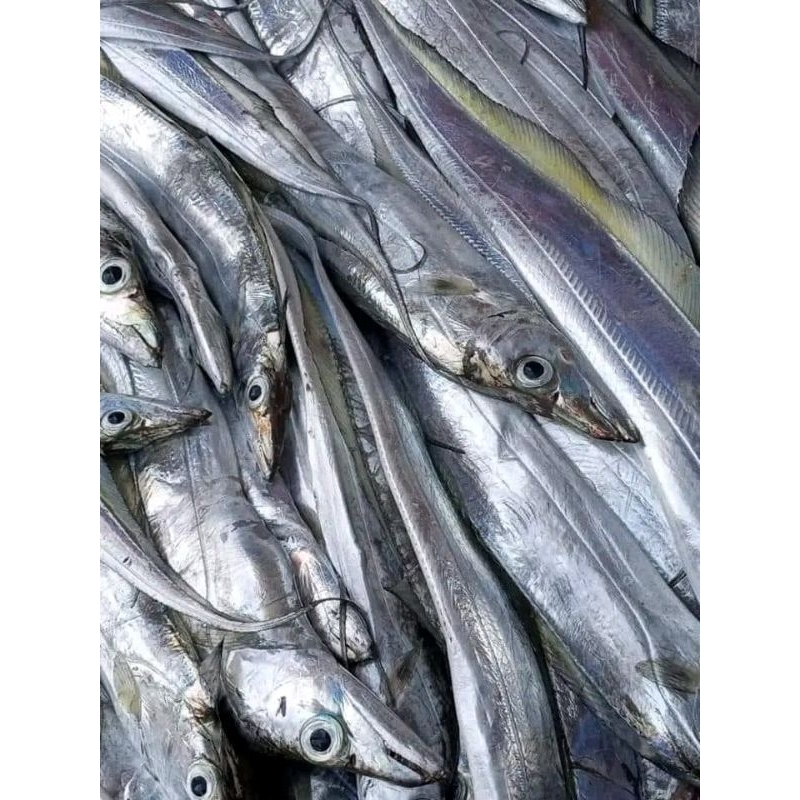 Jual ikan layur segar ikan laut segar 1kg | Shopee Indonesia