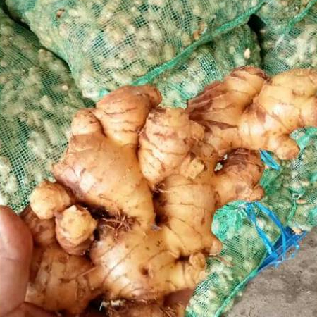 Jual Jahe gajah 1/2kg 500gr segar jahe putih jahe sayur jahe bumbu ...