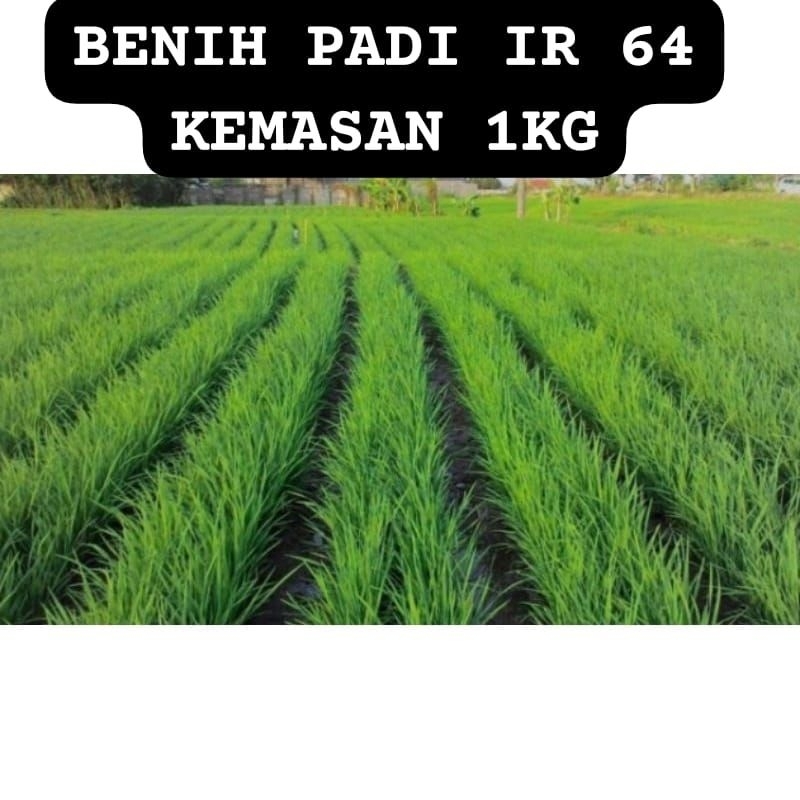 Jual BENIH PADI IR 64 SUPER KEMASAN 1KG | Shopee Indonesia