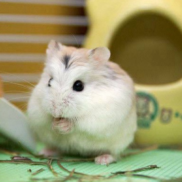 Jual Hamster Roborovski White Face Husky anakan (hamster robo) | Shopee ...