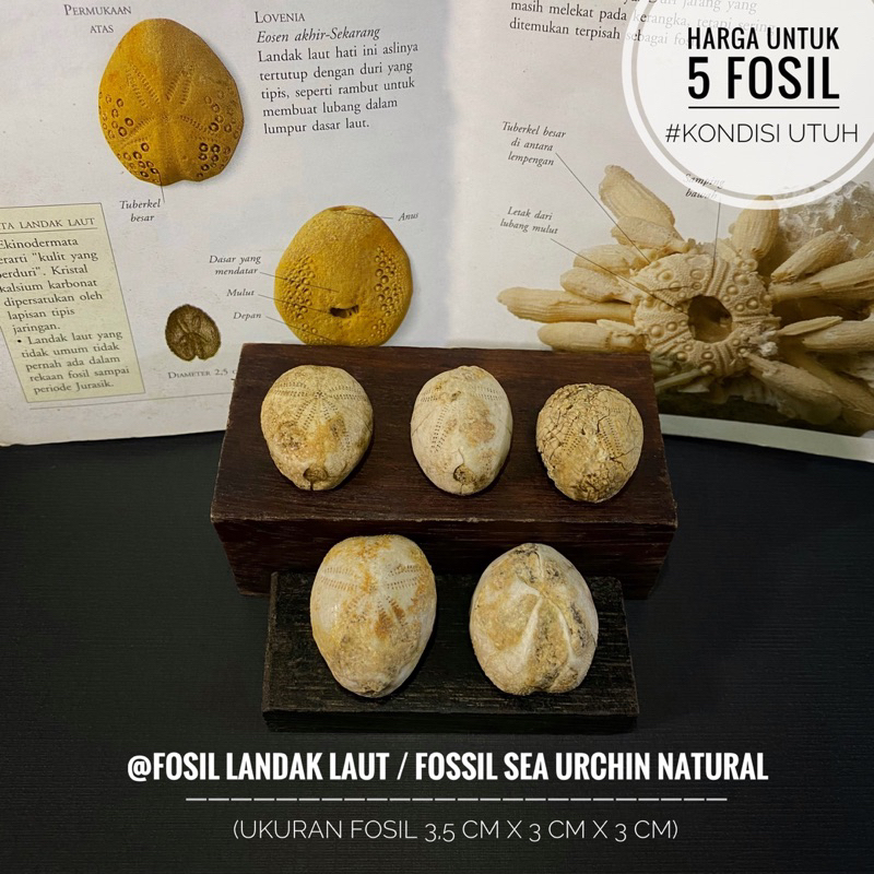Jual Fosil Bintang Laut Purba B26 atau Fosil Landak Laut atau Fossil ...