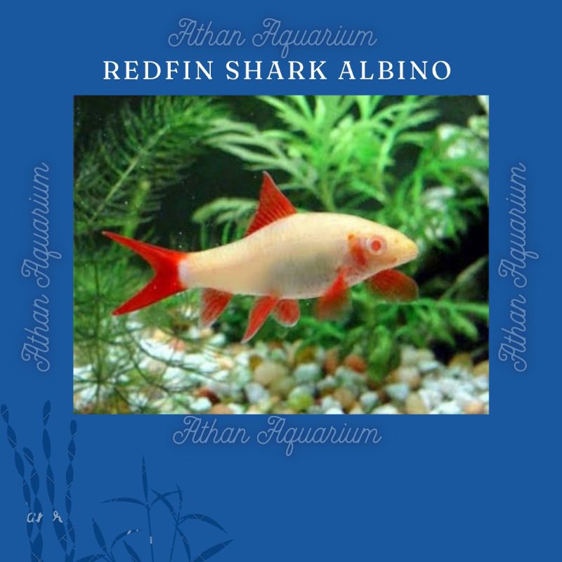 Jual Redfin sh4rk albino size besar ukuran 10-12cm | Shopee Indonesia