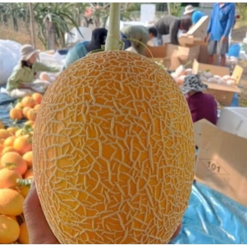 Jual 100 Biji Benih Melon Inthanon TOKO RZ | Shopee Indonesia