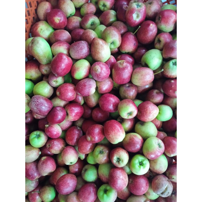 Jual Apel Anna mini berat 1kg | Shopee Indonesia