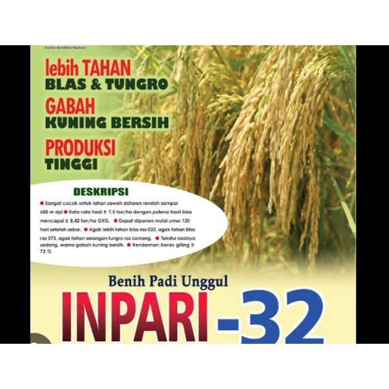 Jual BENIH BIBIT PADI INPARI 32 PER 1KG | Shopee Indonesia
