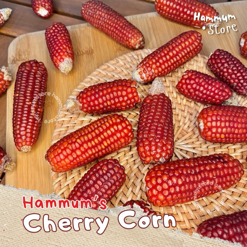 Jual CHERRY CORN — Jagung Hamster Merah | Jagung Kering Pakan Hamster ...