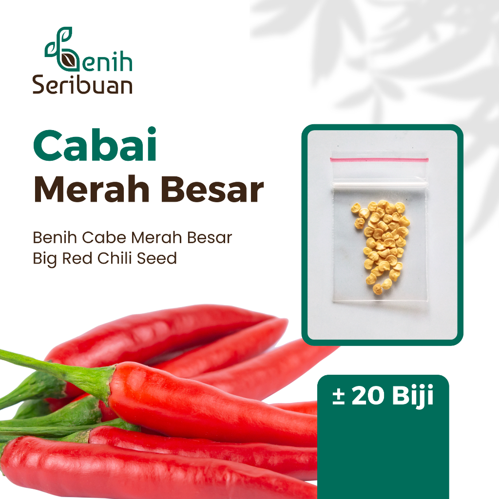 Jual 20 Bibit Cabe Cabai Merah Besar Unggul | Shopee Indonesia