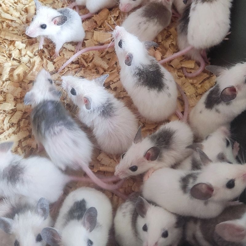 Jual Tikus ASF Rat (African soft fured) jumper | Shopee Indonesia