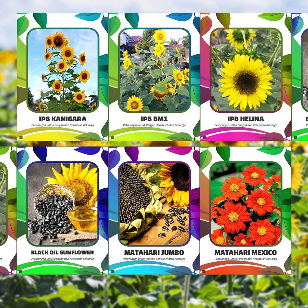 Jual Benih Bunga Matahari Paket 5 in 1 Jenis Kanigara BM1 Helina Black Oil dan Matahari Jumbo ...