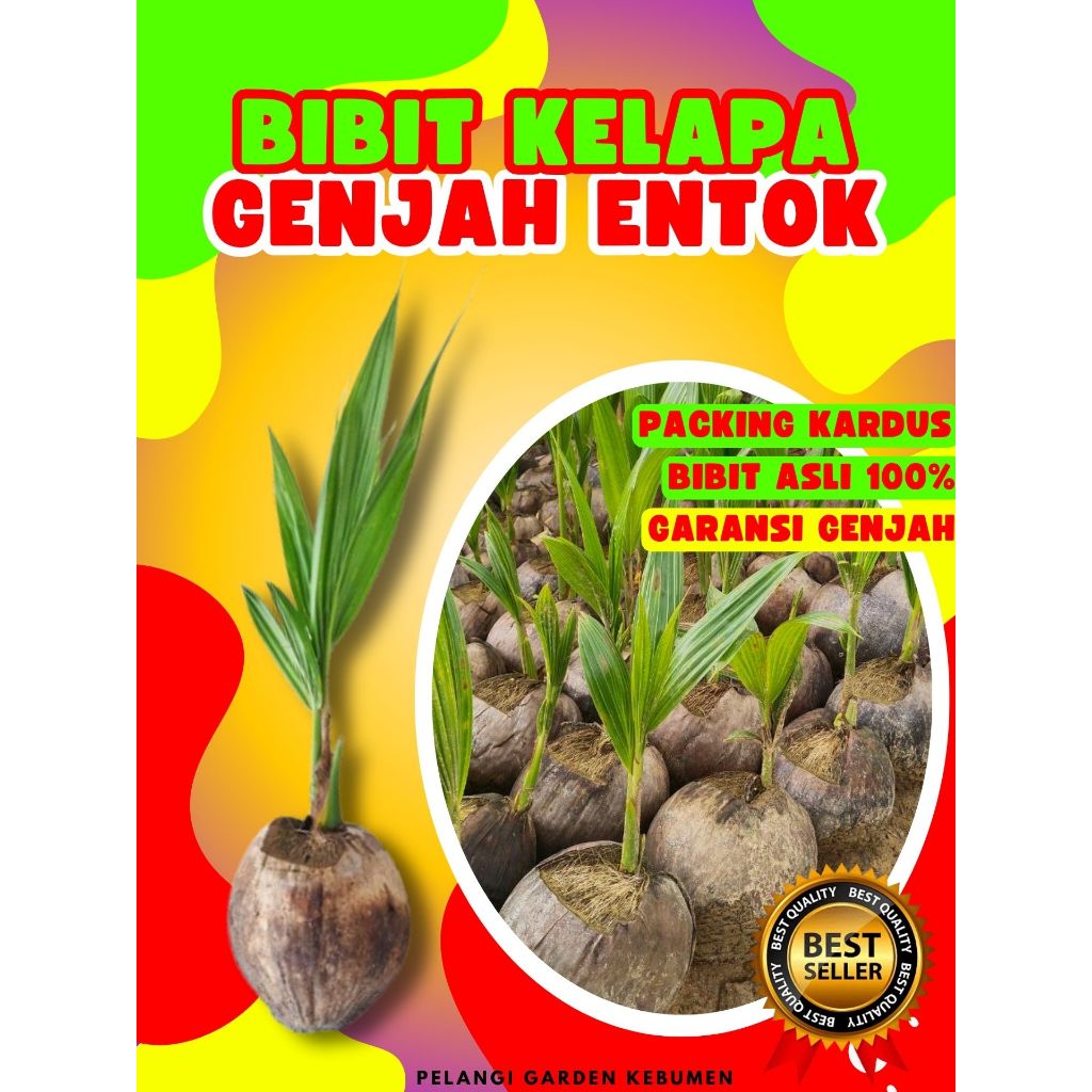 Jual 3 TAHUN BUAH..! Benih Kelapa Genjah Entok Anak, Benih Kelapa ...