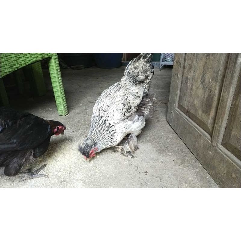 Jual Telur Ayam Brahma x Silkie (BraSil) | Shopee Indonesia
