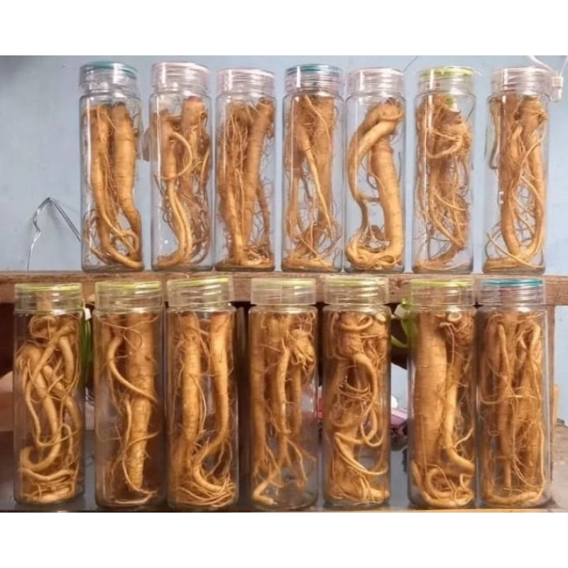 Jual GINSENG MERAH 100% ORIGINAL | Shopee Indonesia
