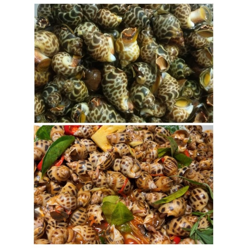 Jual Kerang Macan Keong Macan Fresh 500 Gram | Shopee Indonesia