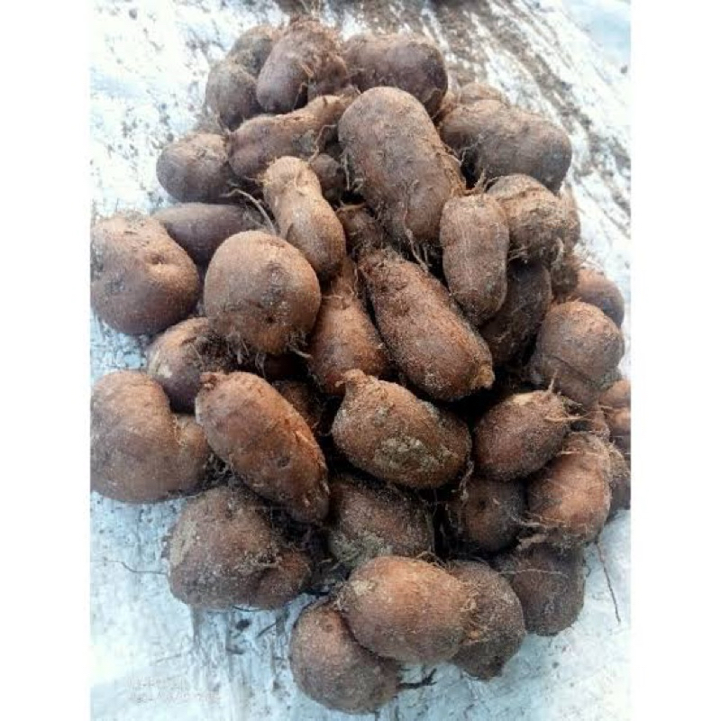 Jual kentang Jawa besar hitam 1 kg fresh | Shopee Indonesia