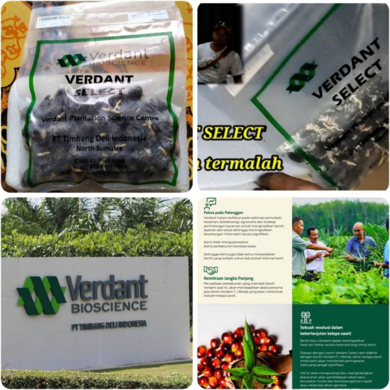 Jual KECAMBAH SAWIT VERDAN SELEC | Shopee Indonesia