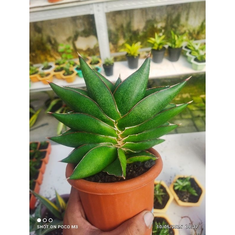Jual sanseveria hybrid Rochel | Shopee Indonesia