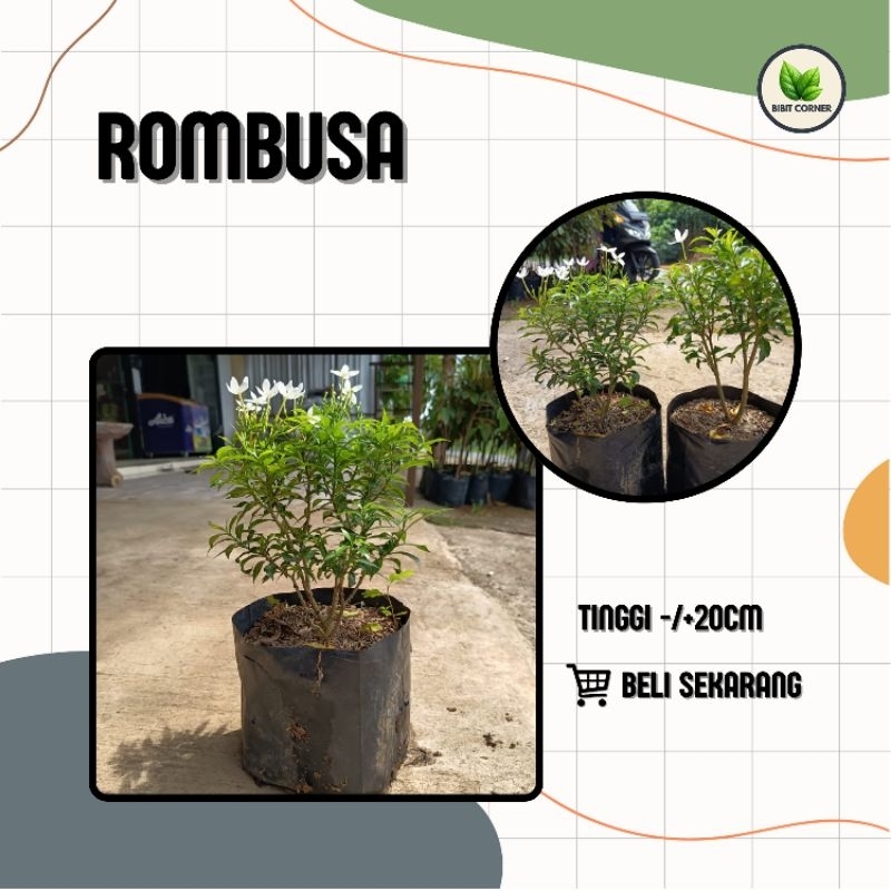 Jual Bibit Bunga Rombusa (tanaman hias) | Shopee Indonesia