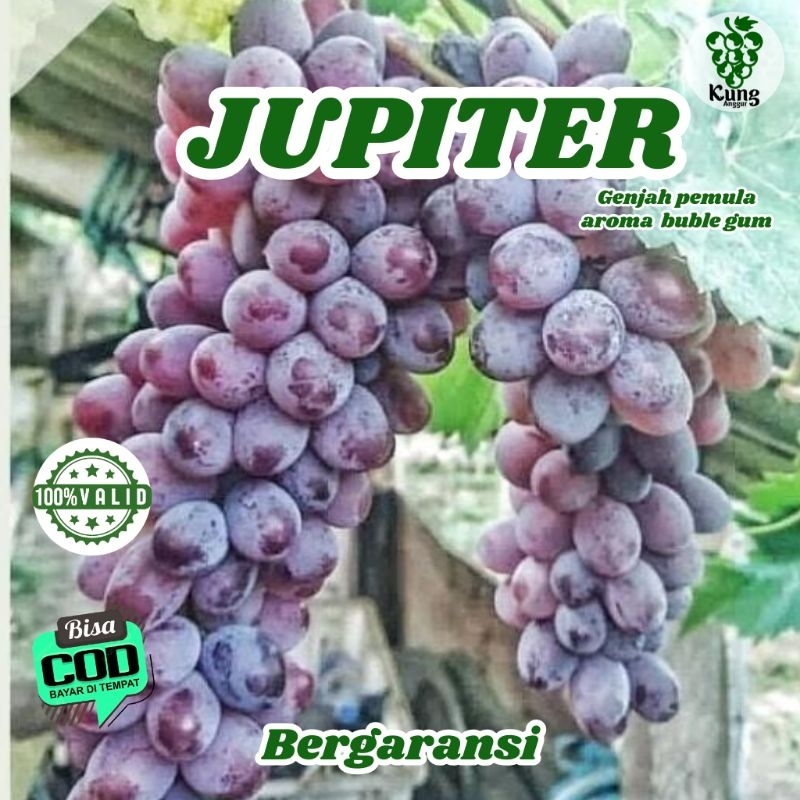 Jual Bibit Anggur Import Jupiter Aroma Buble Gum Pemula 100% Valid KUNG ...