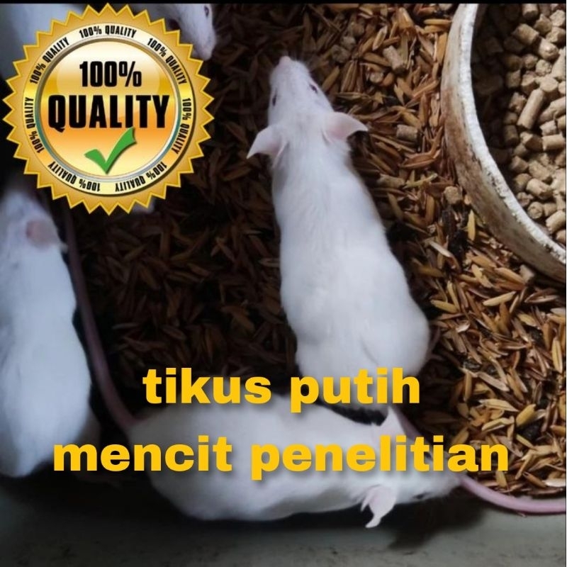 Jual tikus putih mencit penelitian | Shopee Indonesia