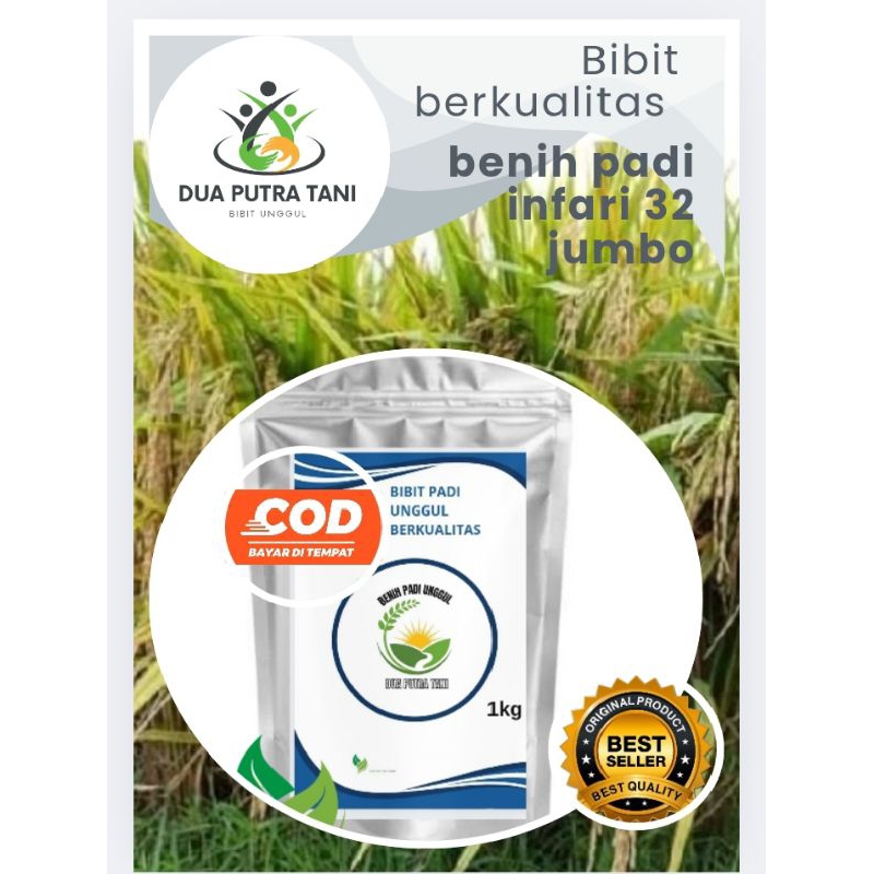 Jual BENIH PADI INPARI 32 JUMBO 1KG | Shopee Indonesia