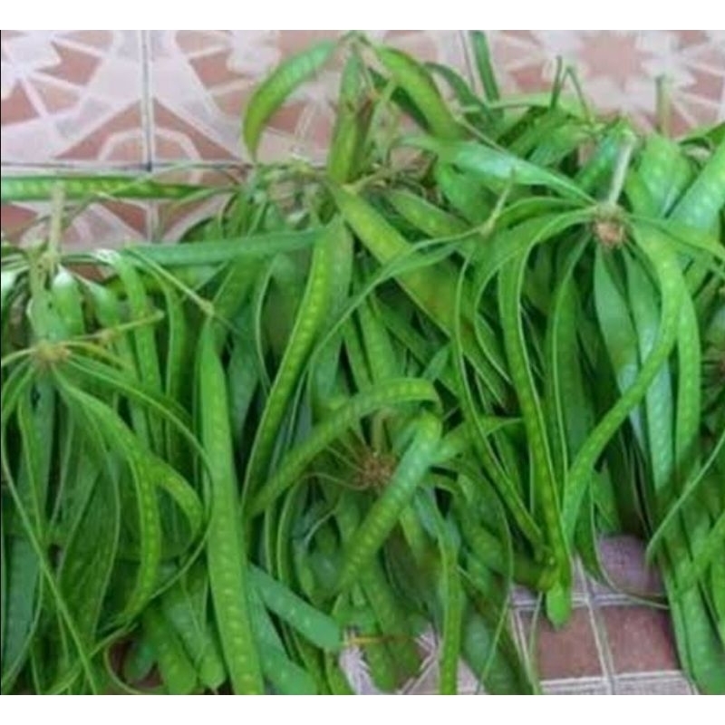 Jual Petai cina muda / lamtoro muda segar perikat-az | Shopee Indonesia
