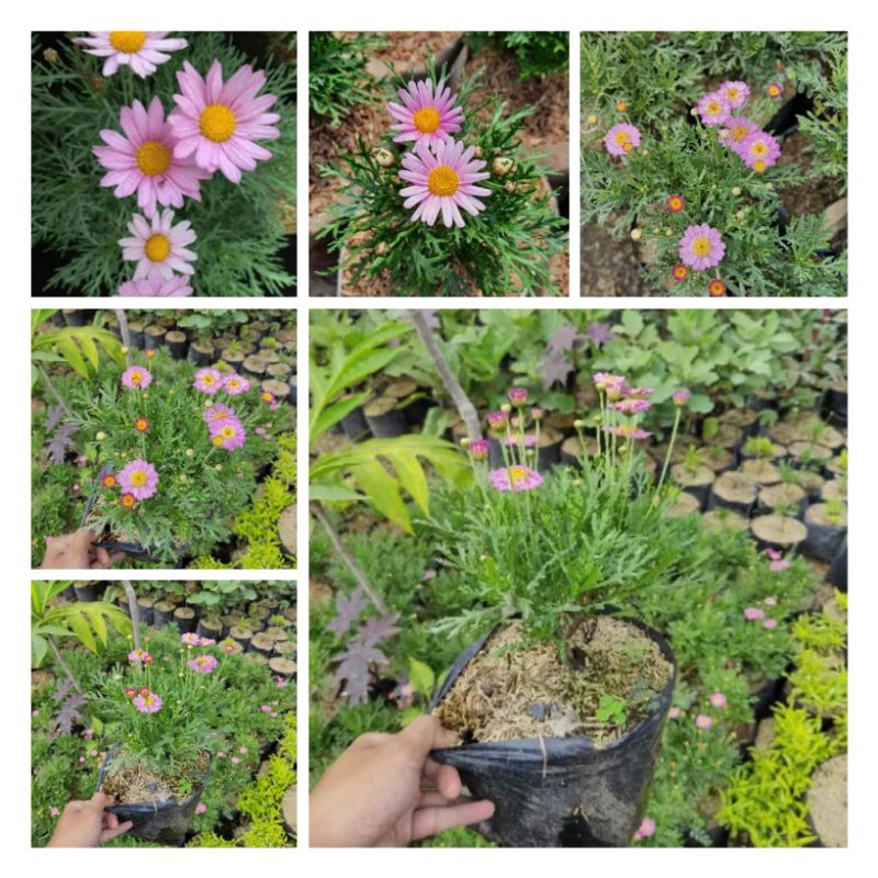 Jual Tanaman Bunga Cosmos Kenikir Daisy | Shopee Indonesia