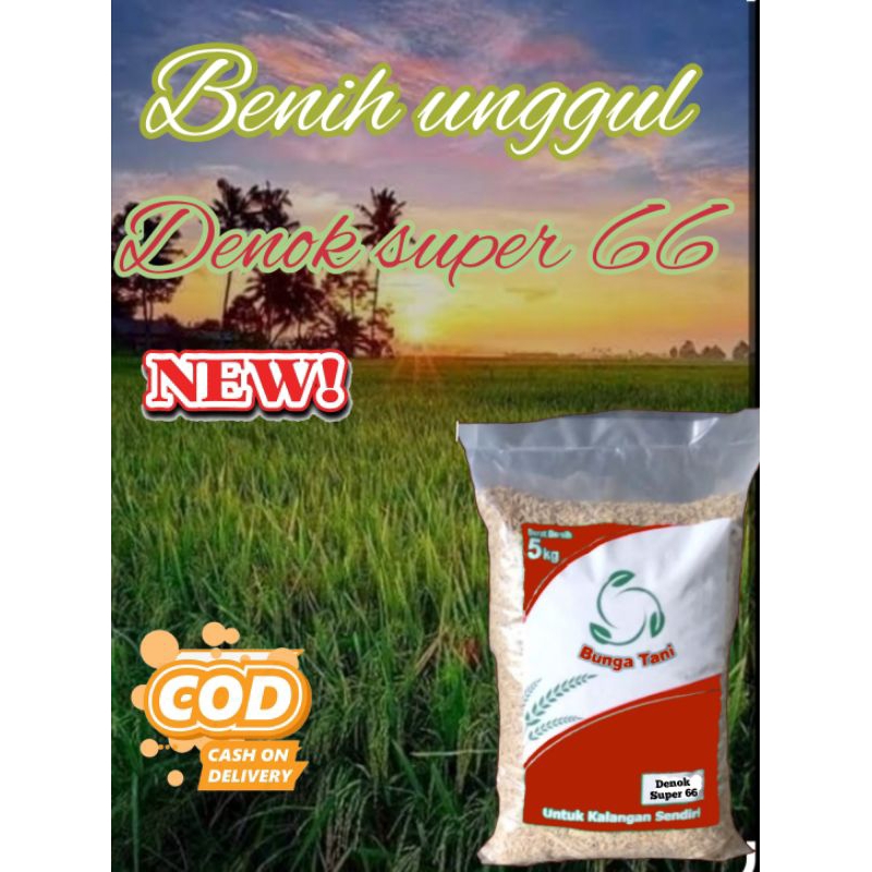 Jual benih padi Denok super 66 5KG | Shopee Indonesia