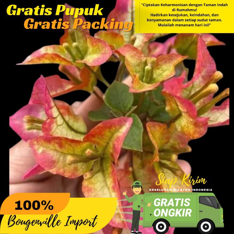 Jual Bougenville 3 Star Gradasi Unik Terbaru Shopee Indonesia