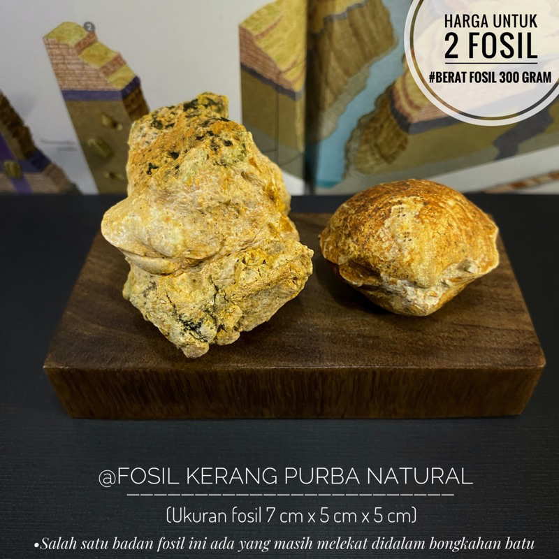 Jual Fosil Kerang Purba Natural B49 atau Fossil Bivalvia atau Fosil ...