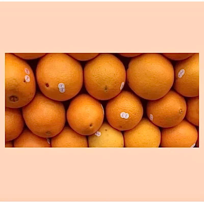 Jual Jeruk sunkist navel / jeruk navel orange / jeruk navel import ...