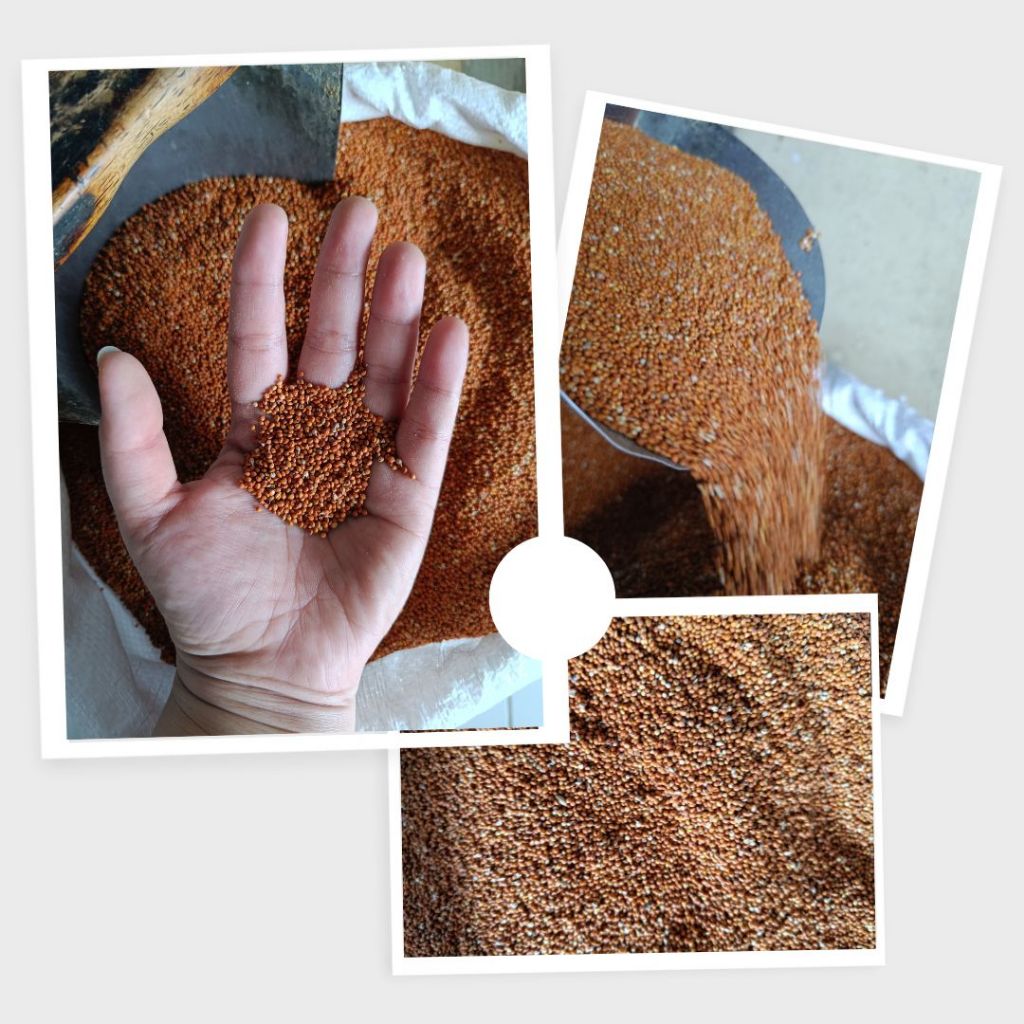 Jual JEWAWUT PAKAN BURUNG - PER 1 KG | Shopee Indonesia